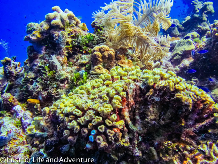 Diving Roatan’s Spectacular Reefs – Lust for Life and Adventure