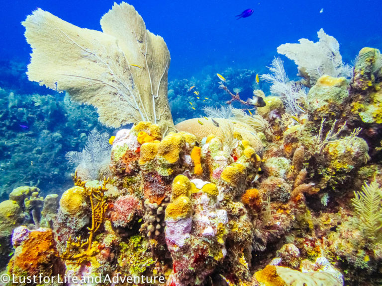 Diving Roatan’s Spectacular Reefs – Lust for Life and Adventure